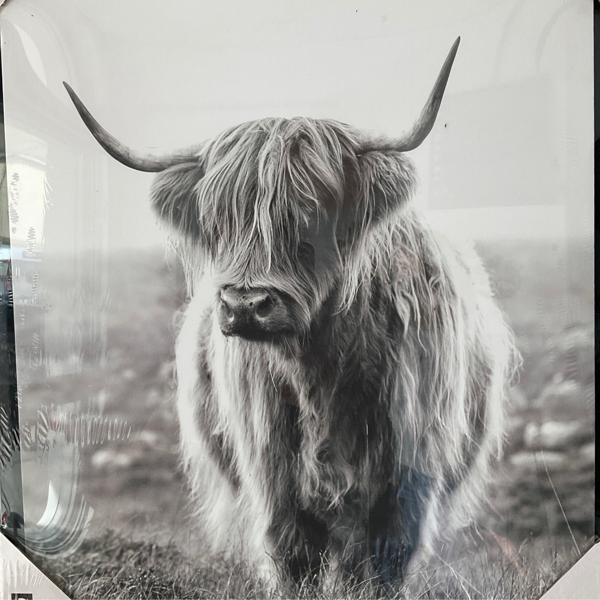 Small black and white cow print | Paper Daisy Florist